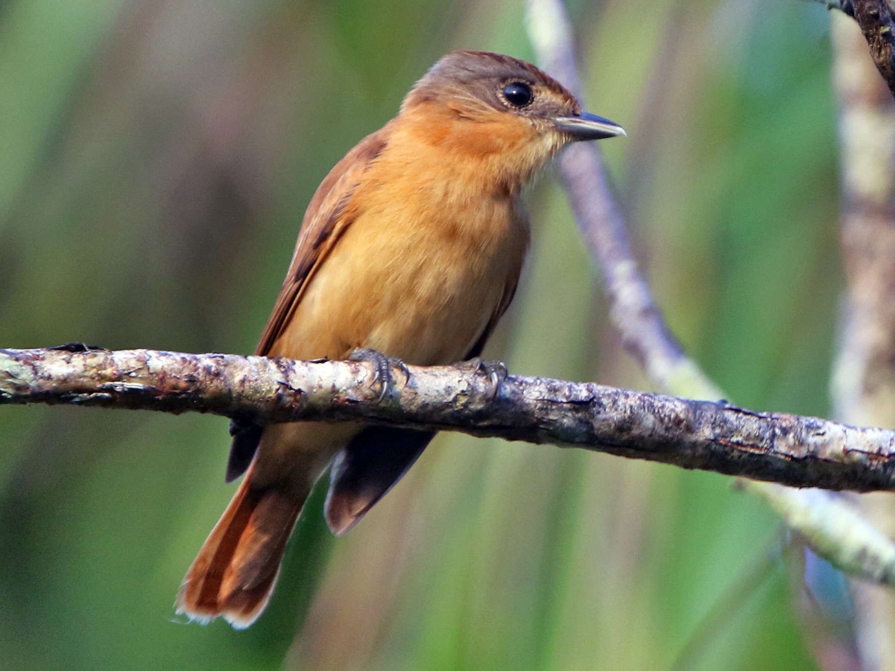 Chestnut-crowned Becard - eBird