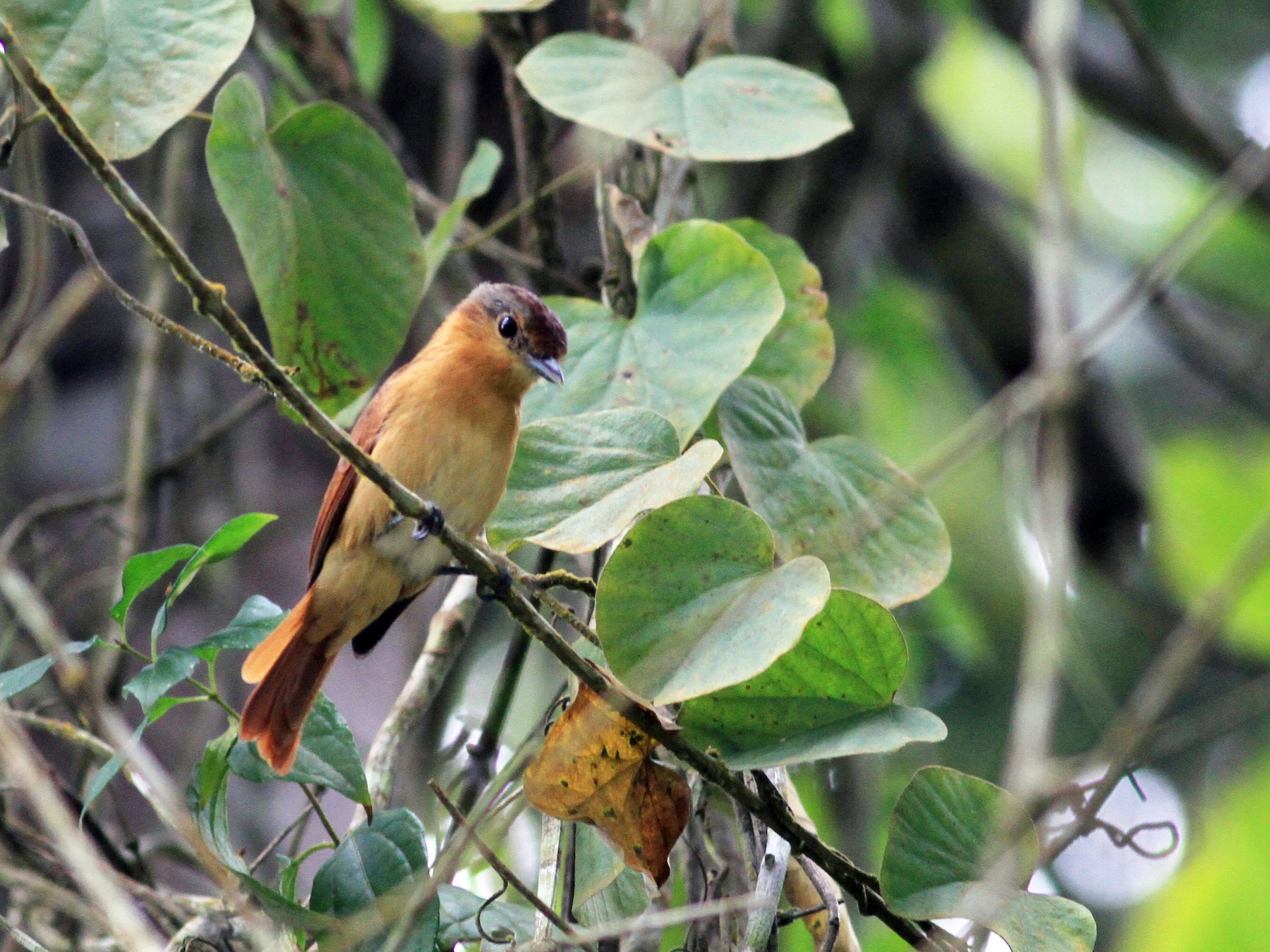 Chestnut-crowned Becard - eBird