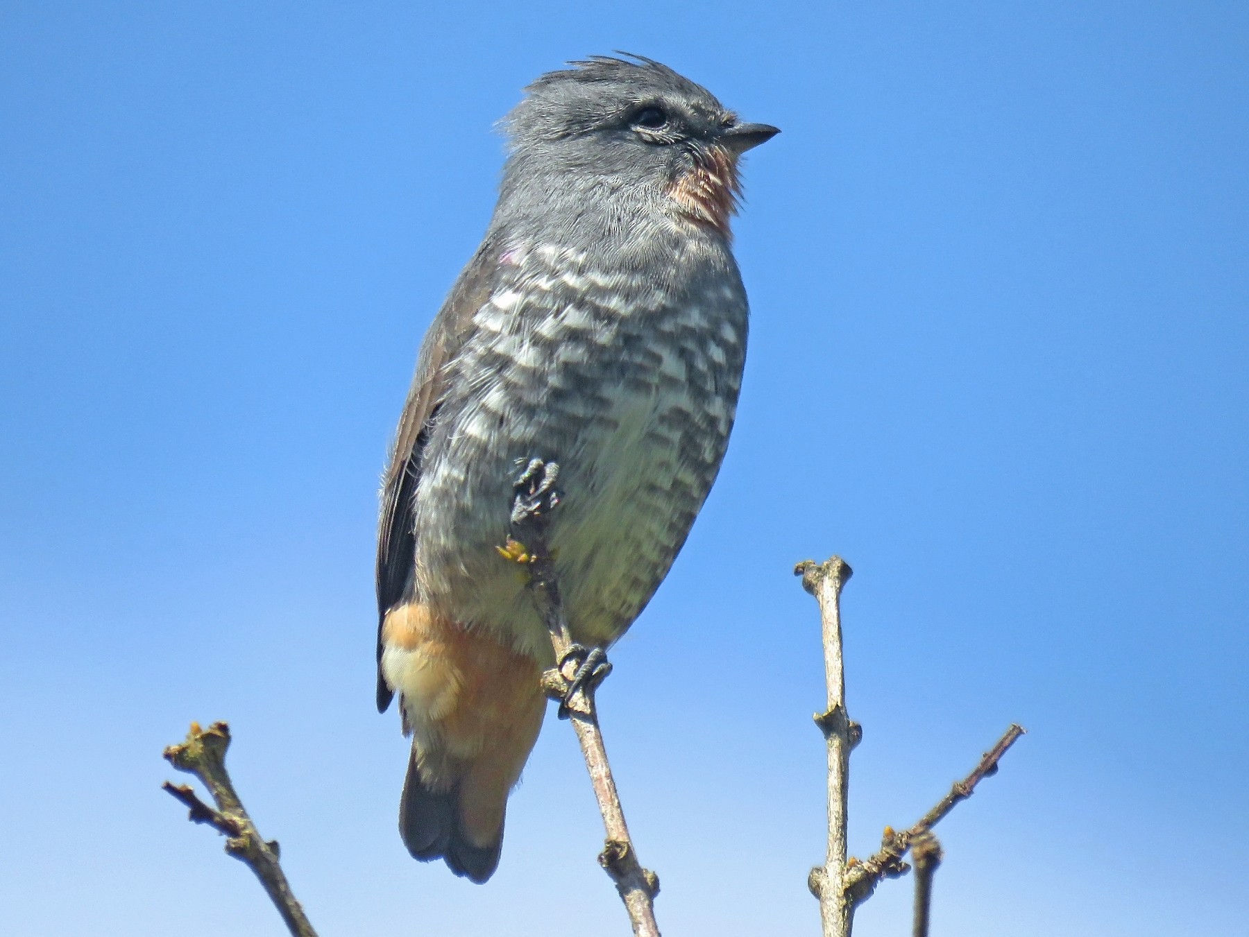Buff-throated Purpletuft - eBird
