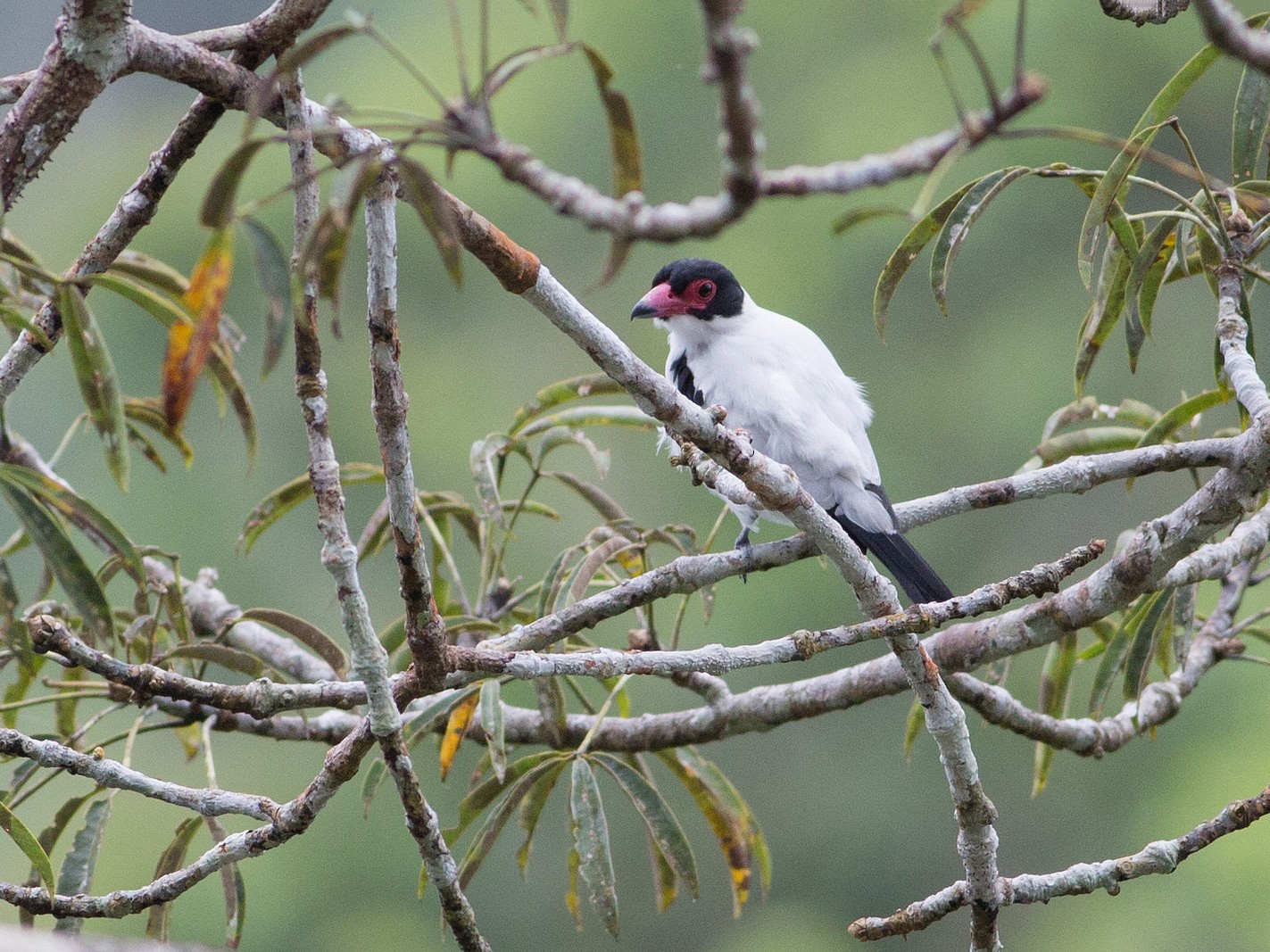 Black-tailed Tityra - eBird