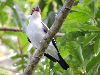 Black-tailed Tityra - eBird