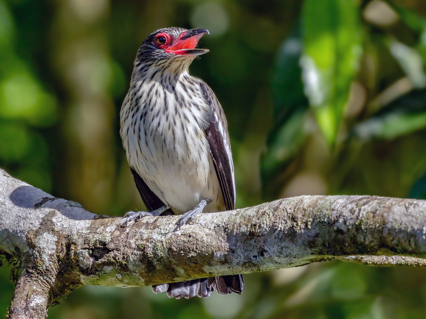 Black-tailed Tityra - eBird