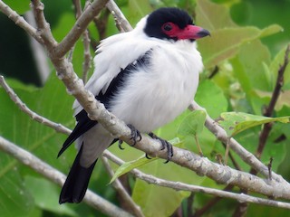 Black-tailed Tityra - eBird