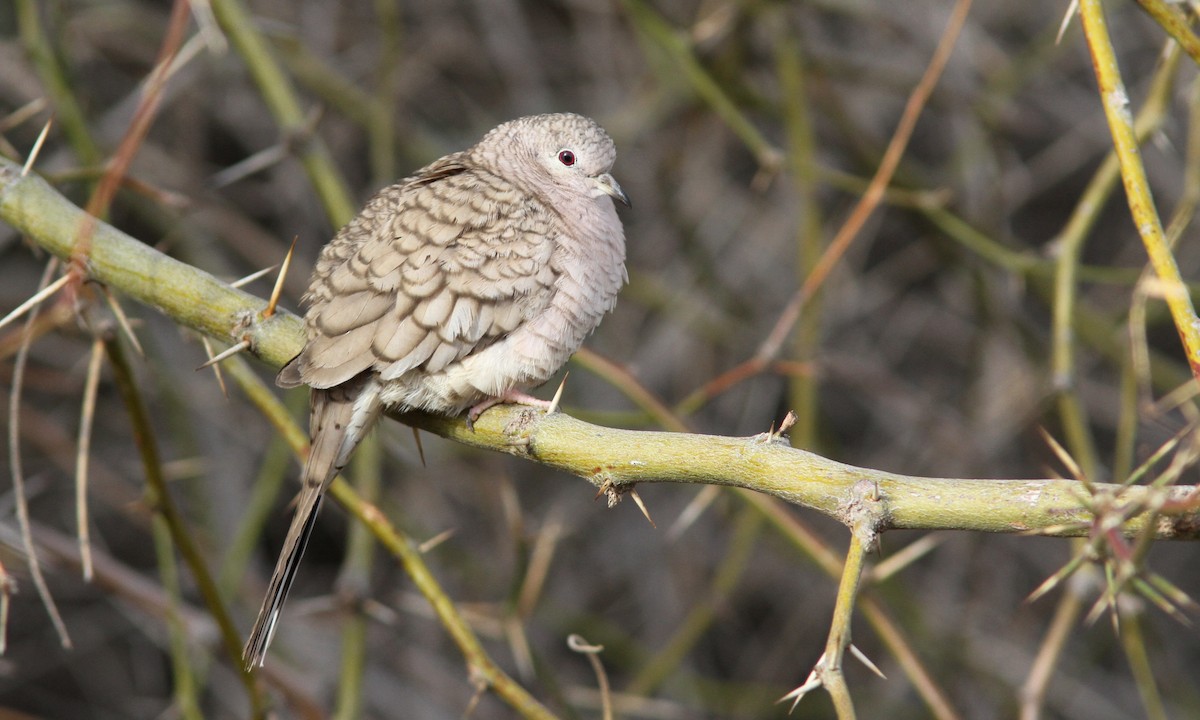 ML87924311 - Inca Dove - Macaulay Library