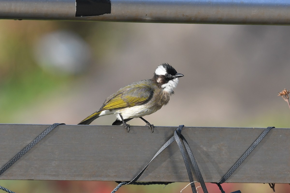 Light-vented Bulbul - Pycnonotus sinensis - Media Search - Macaulay ...