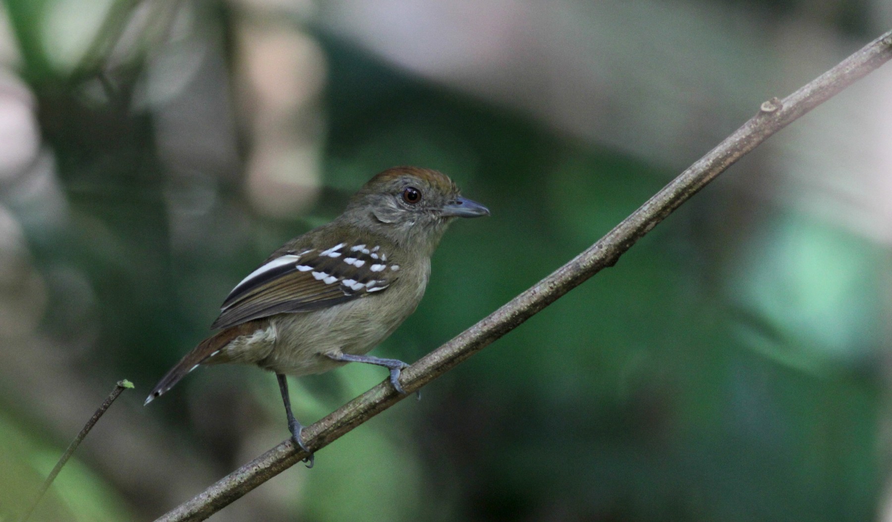 ハイイロアリモズ（punctatus／interpositus） - eBird