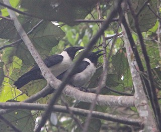 Piping Crow - Corvus typicus - Birds of the World