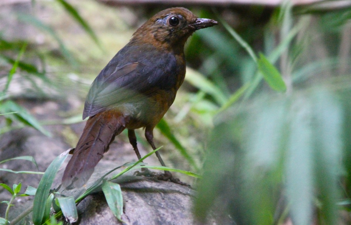 Geomalia - Zoothera heinrichi - Birds of the World
