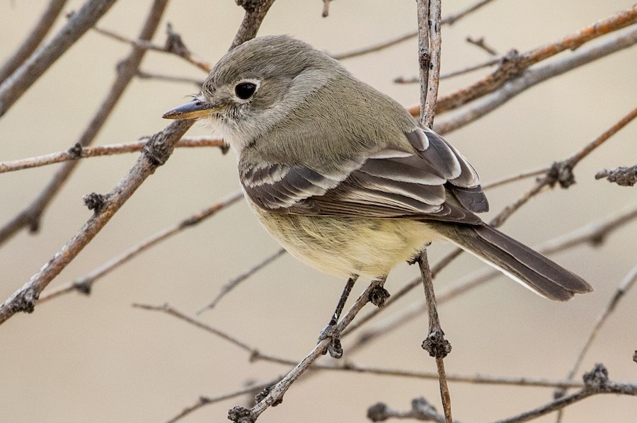 Grey/Dusky Flycatcher - eBird