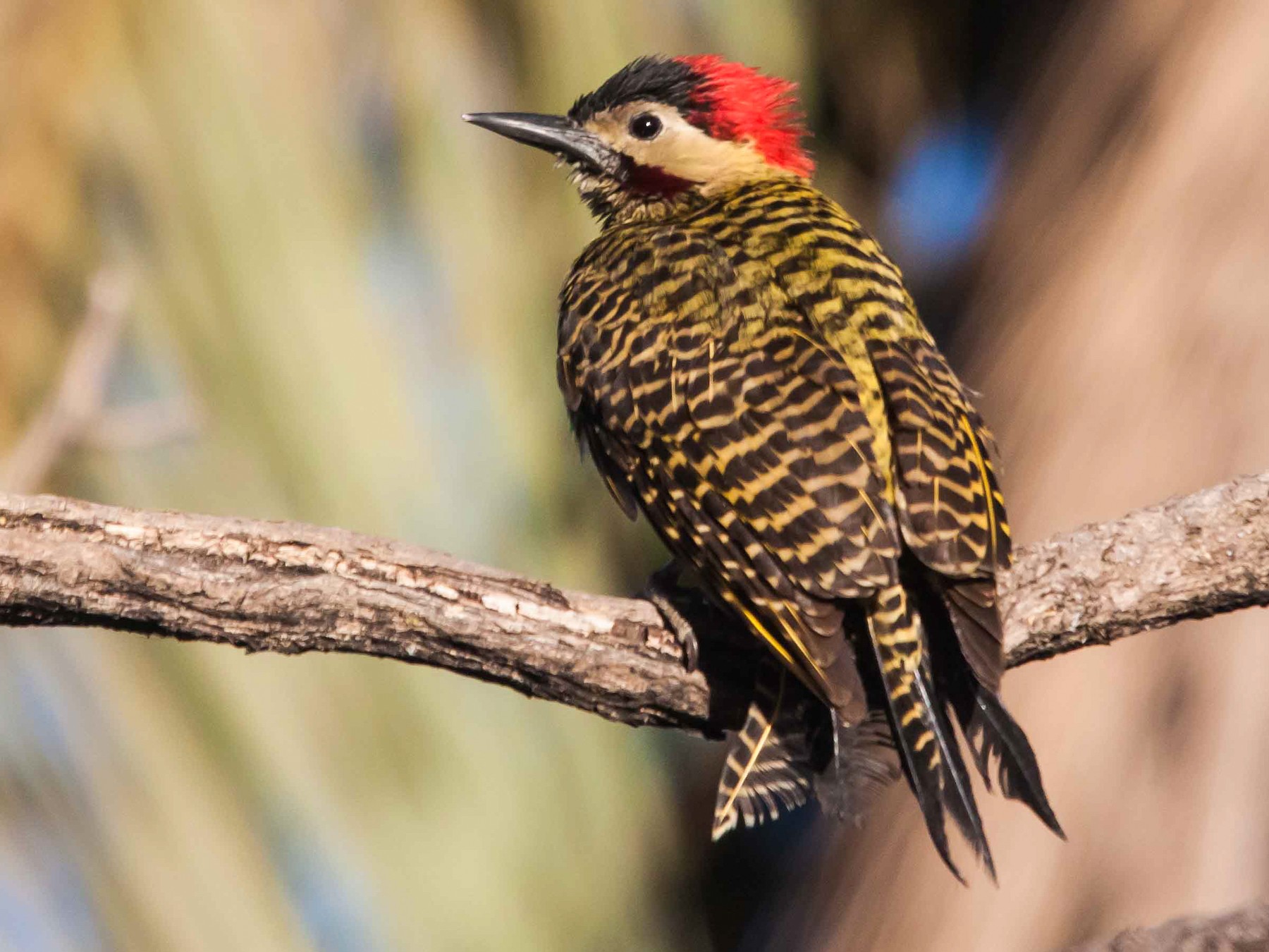 Green-barred Woodpecker - eBird