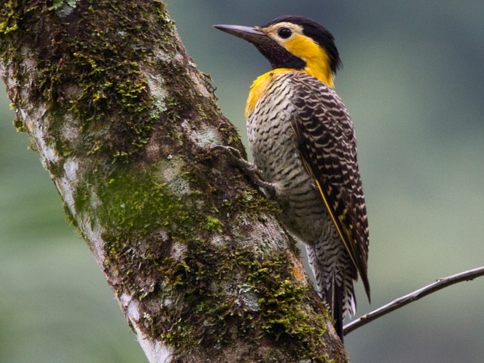 Pica-pau-do-campo - eBird