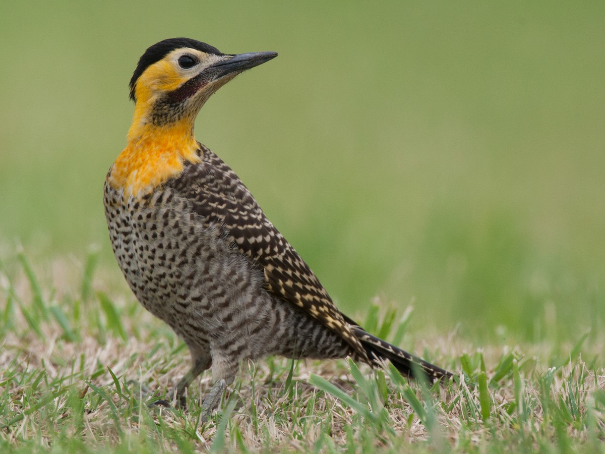Campo Flicker - Colaptes campestris - Birds of the World