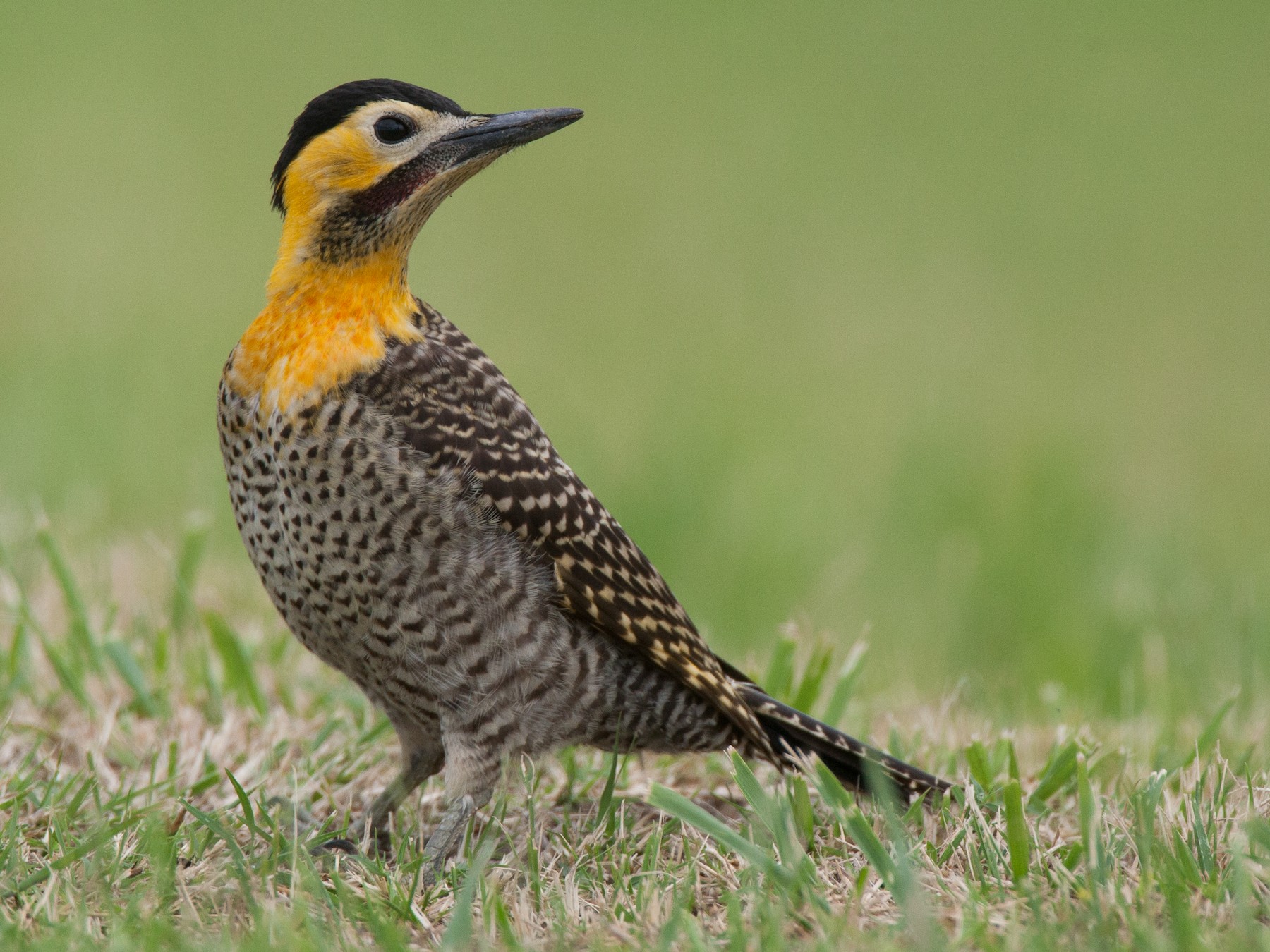 Campo Flicker - eBird