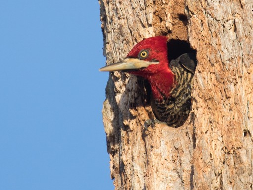 Robust Woodpecker - eBird
