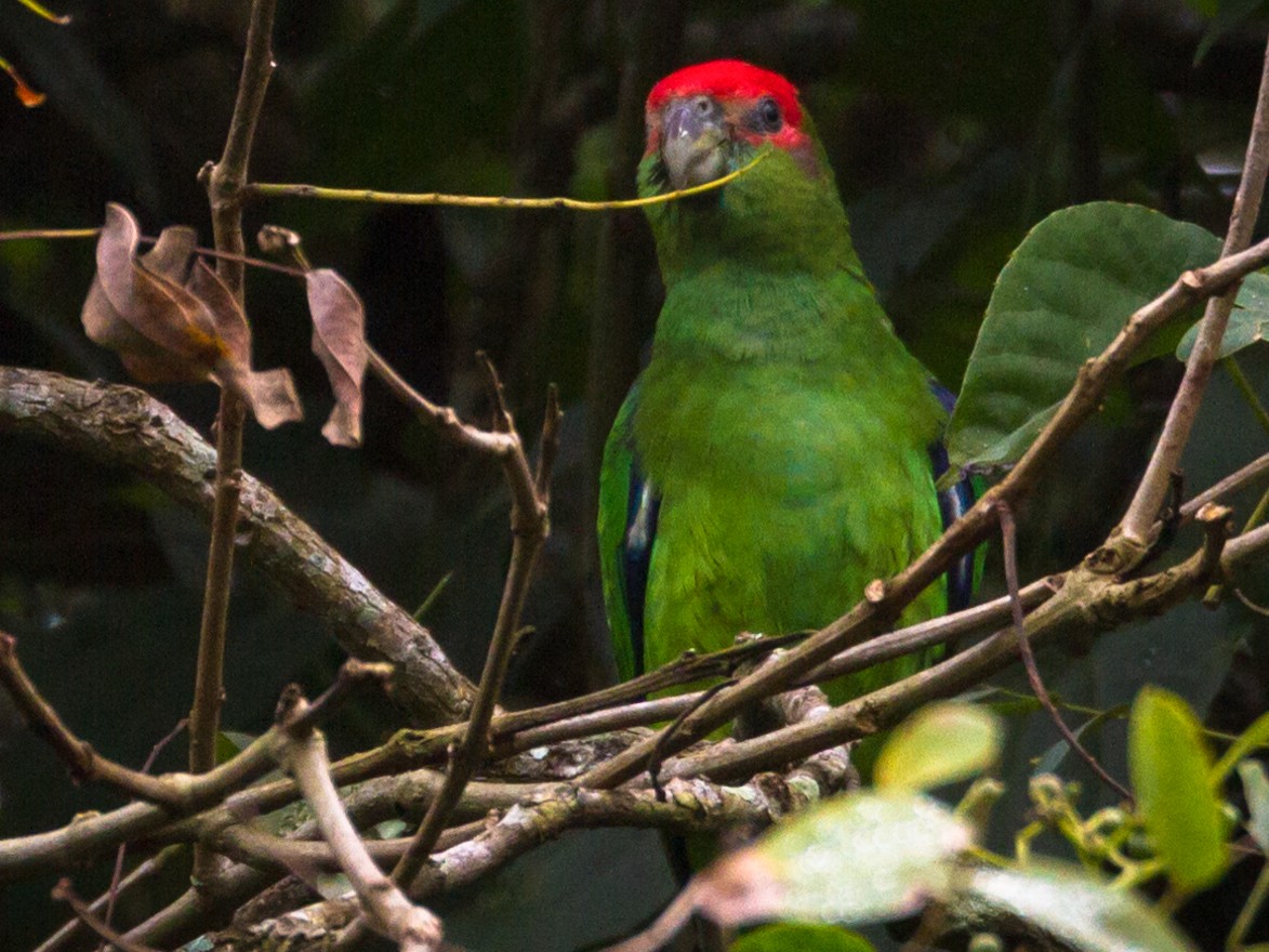 Pileated Parrot - eBird