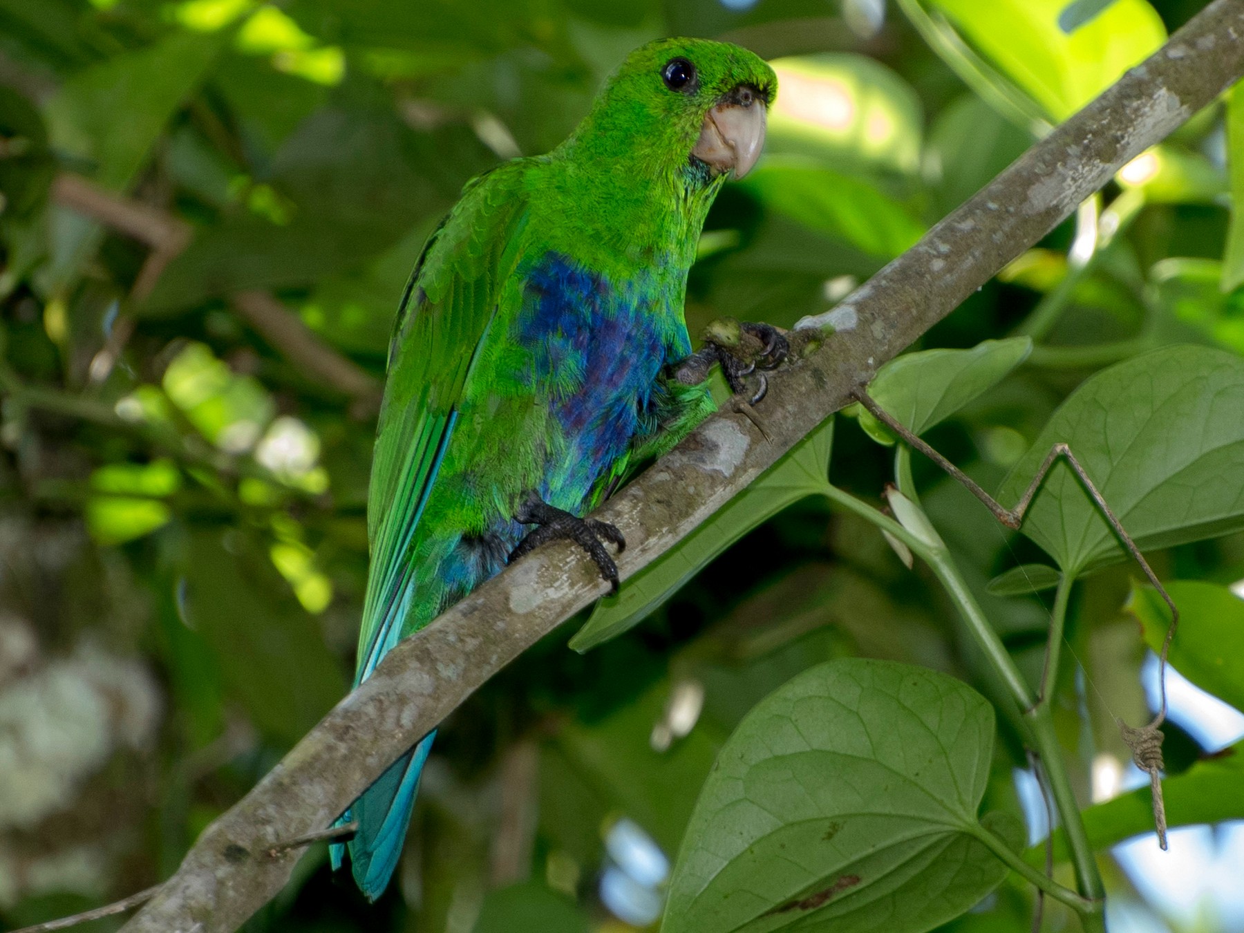 Green And Blue Parakeet