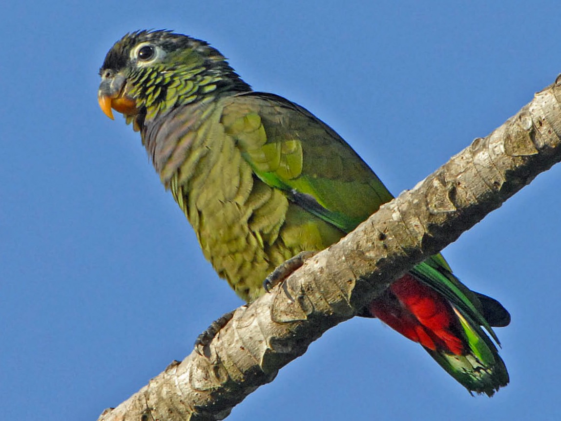 Scaly-headed Parrot - eBird