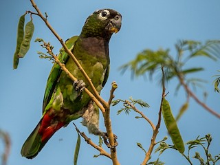 Scaly-headed Parrot - eBird