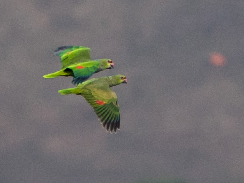 Vinaceous-breasted Parrot - eBird