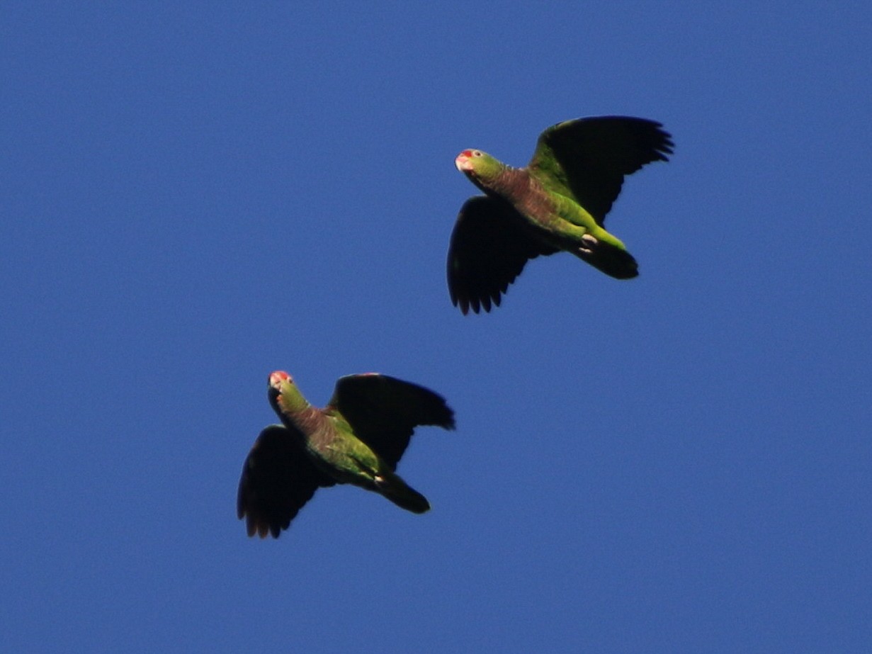 Vinaceous-breasted Parrot - eBird