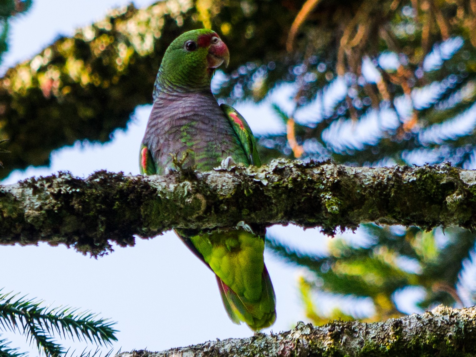 Vinaceous-breasted Parrot - eBird