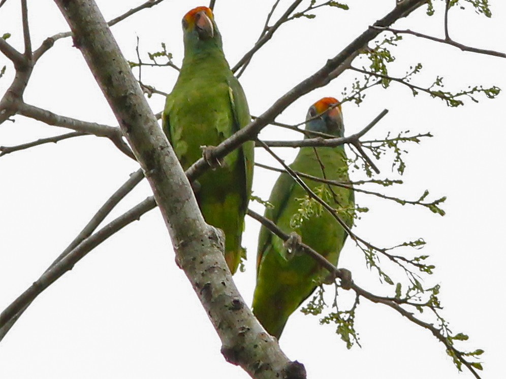 Red-browed Amazon - Amazona rhodocorytha - Birds of the World