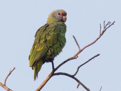 Red-tailed Parrot - eBird