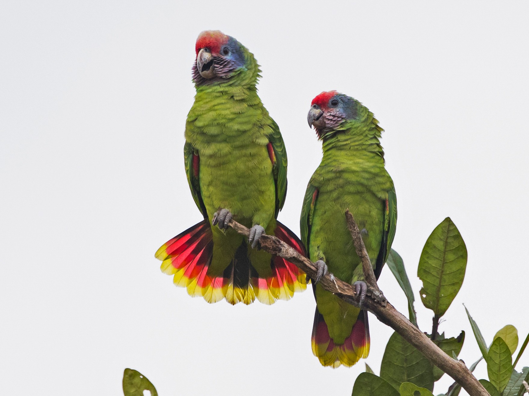 Red-tailed Parrot - eBird