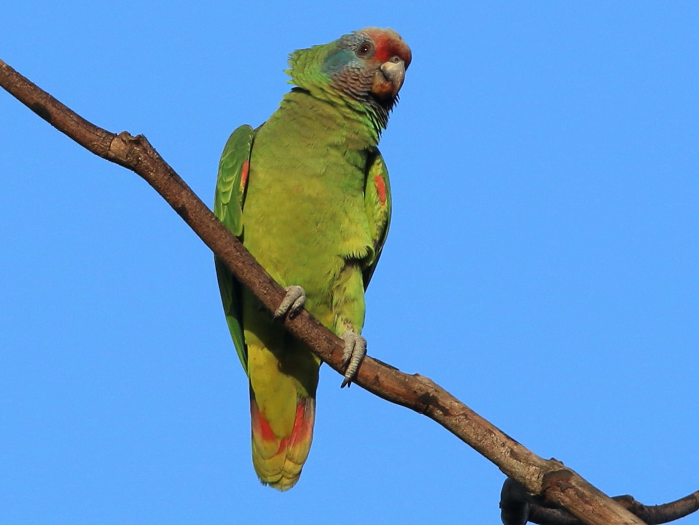 Red-tailed Parrot - eBird