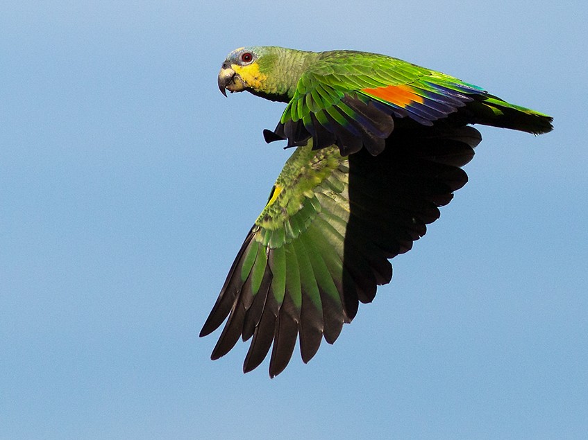 Orange Winged Amazon Parrot