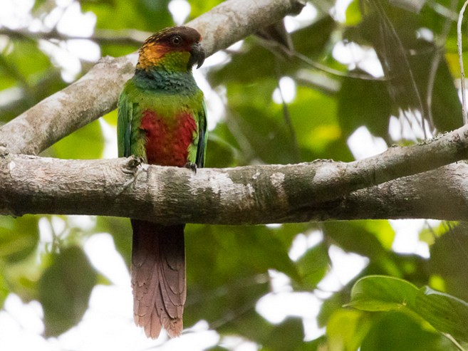 Ochre-marked Parakeet - eBird
