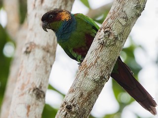 Ochre-marked Parakeet - eBird