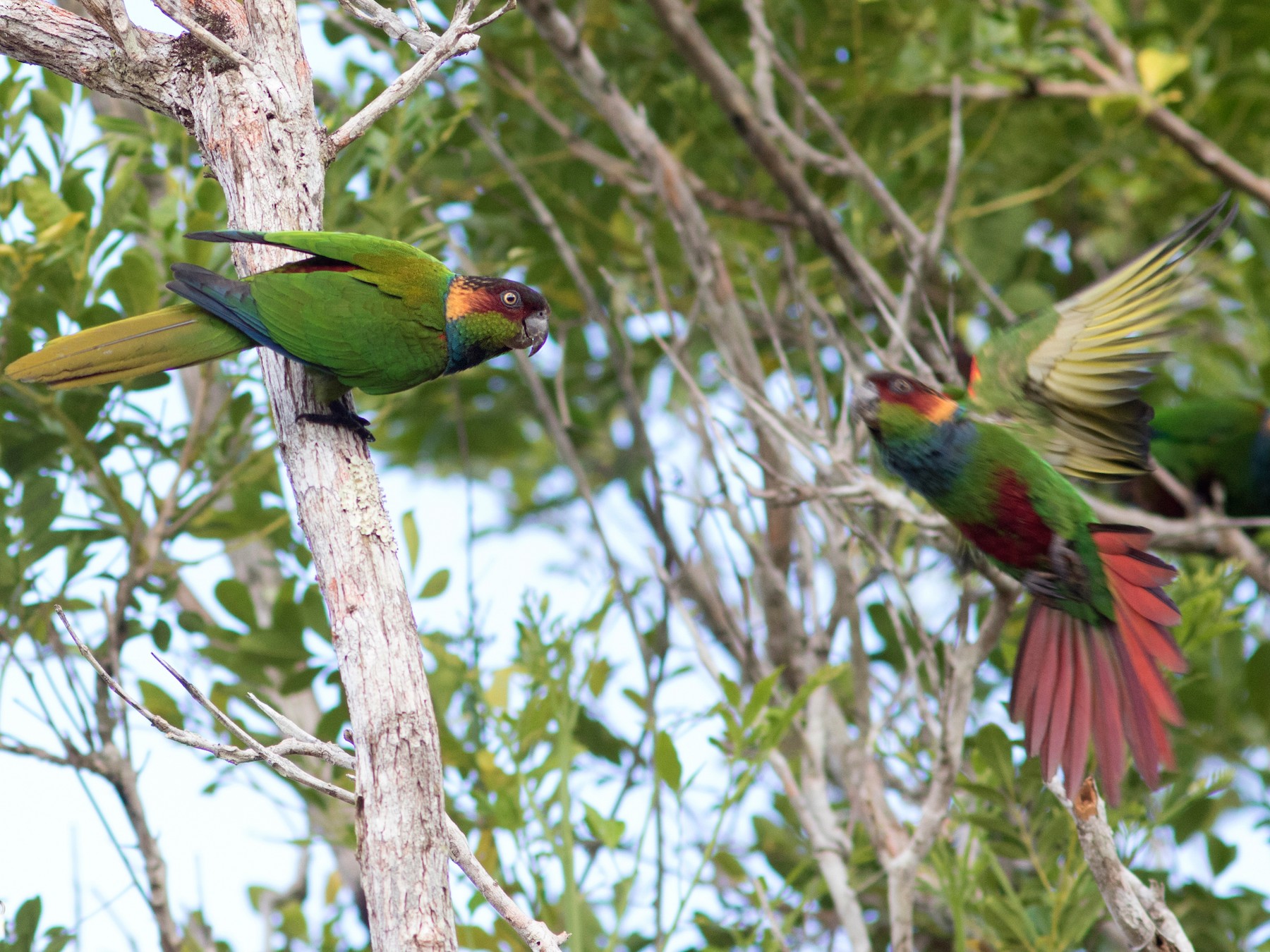Ochre-marked Parakeet - eBird