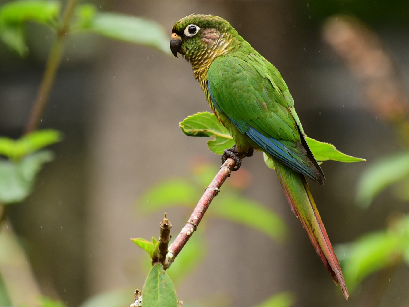 Maroon-bellied Parakeet - eBird