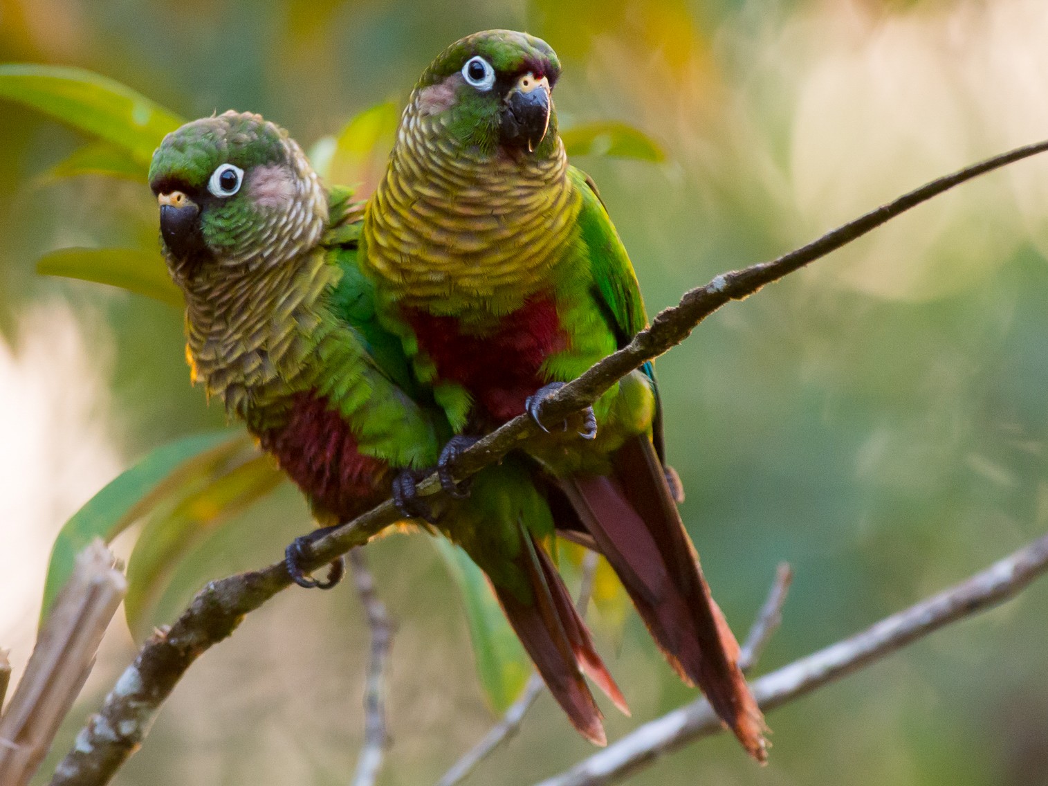 Maroon-bellied Parakeet - eBird