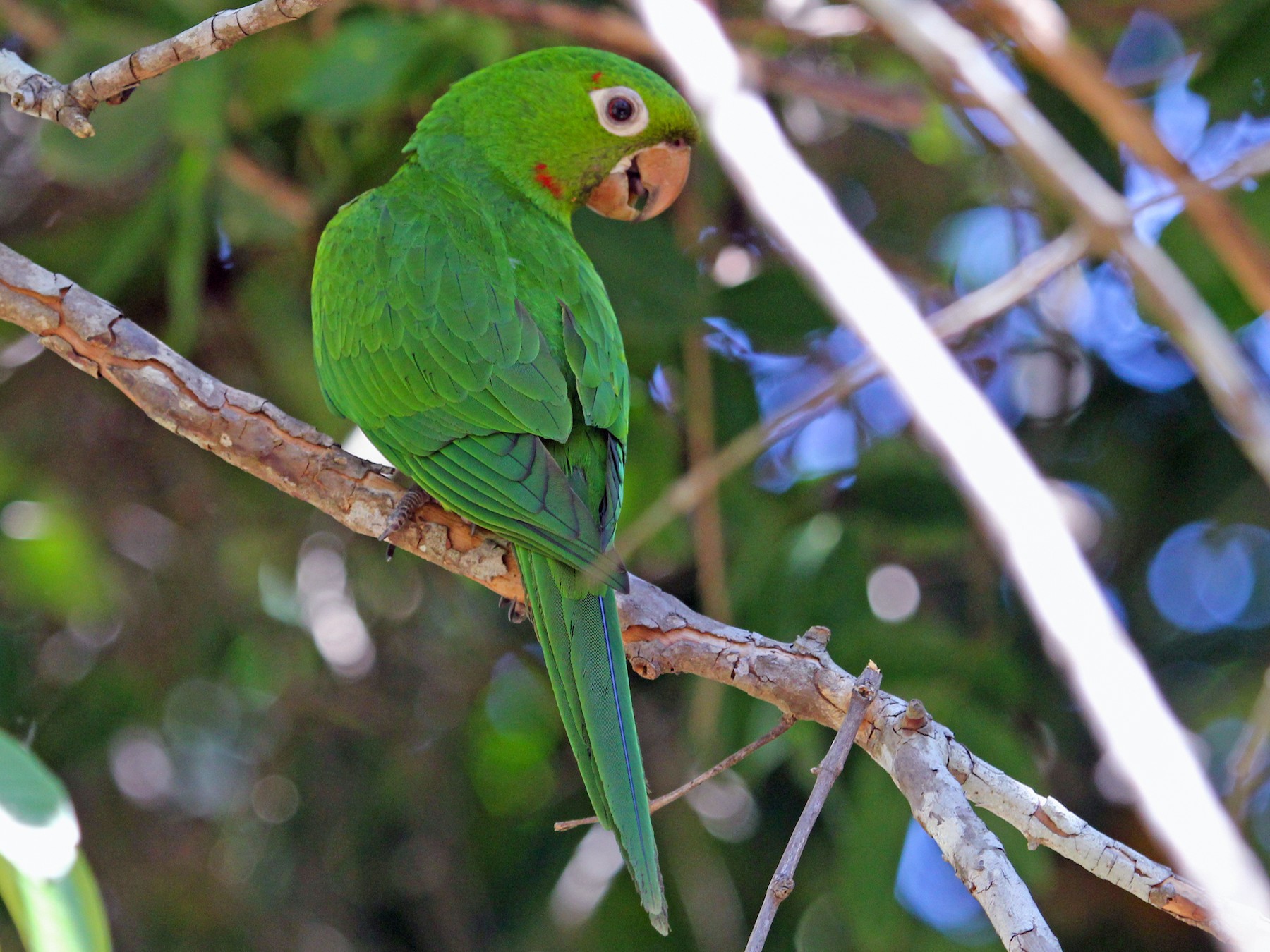 White-eyed Parakeet - eBird