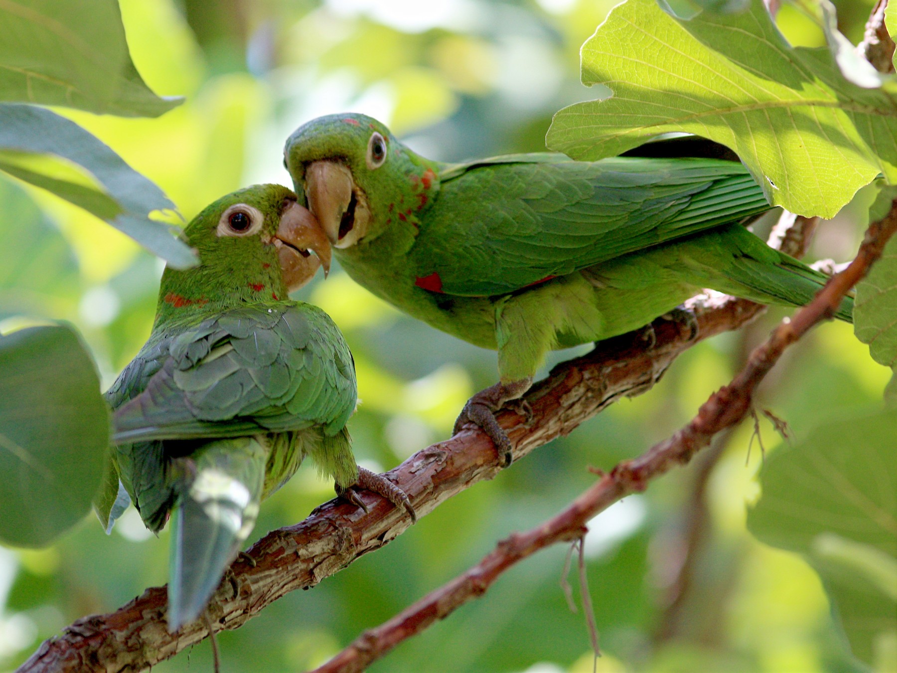 Aratinga Ojiblanca - eBird