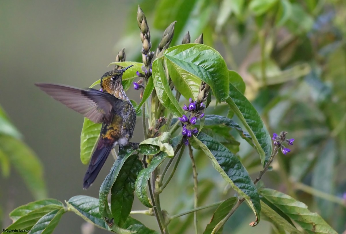 Black-backed Thornbill - Ramphomicron dorsale - Birds of the World