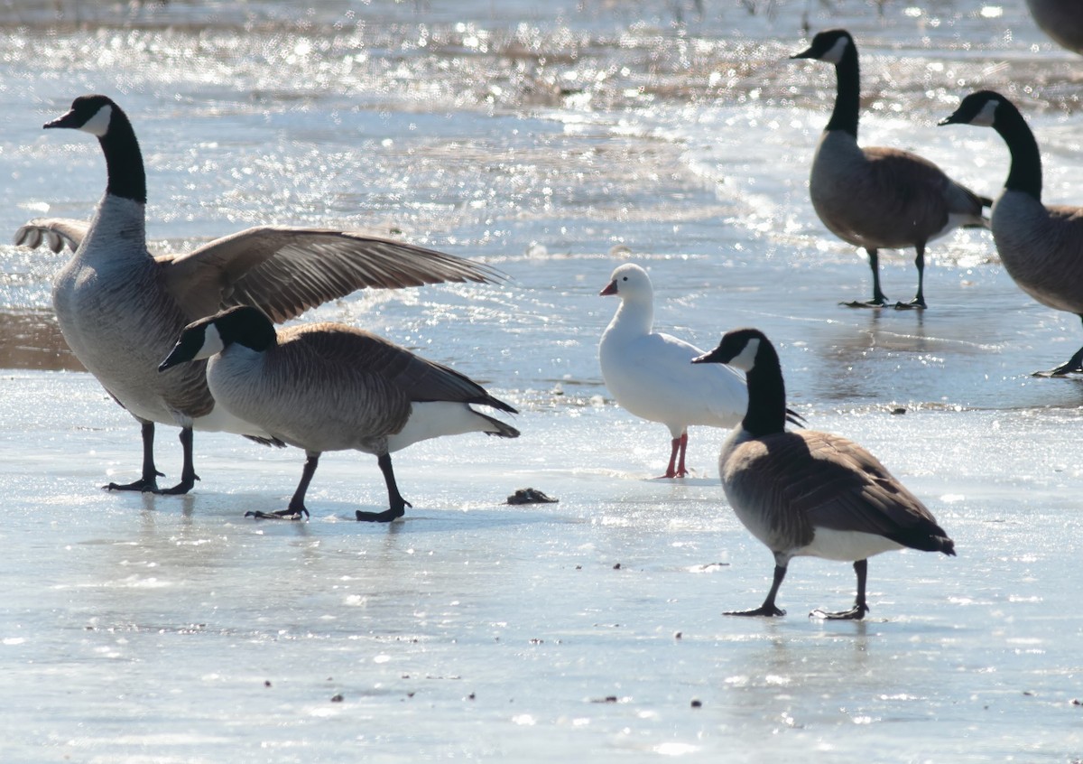 eBird Checklist - 3 Mar 2018 - ross goose - 1 species
