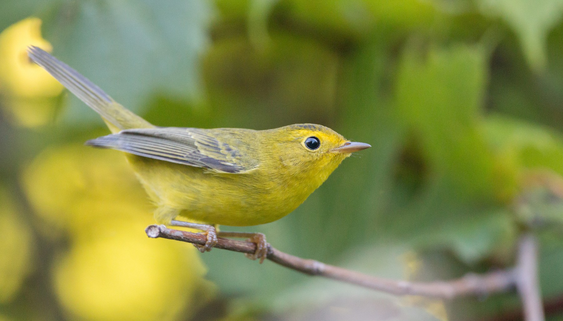 Wilson's Warbler (pusilla) - eBird