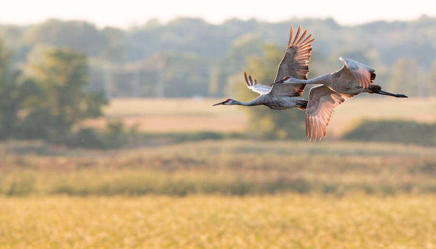 Grulla Gris (tabida/rowani) - eBird