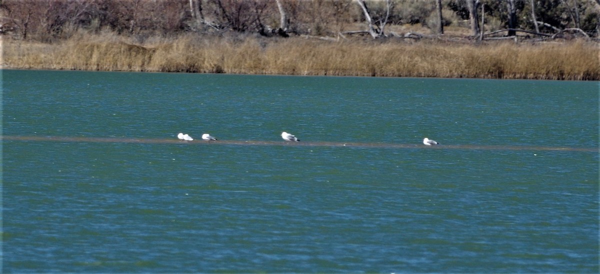 eBird Checklist - 6 Mar 2018 - Totten Reservoir - 5 species