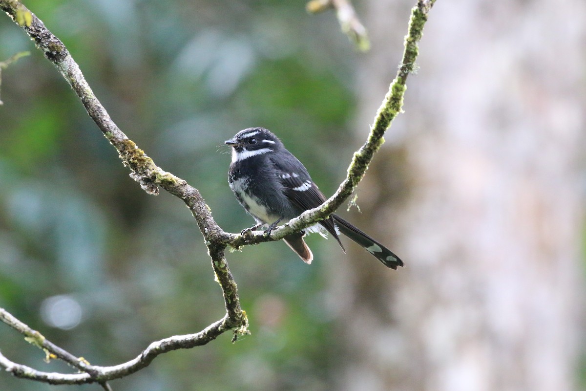 Friendly Fantail - Rhipidura albolimbata - Birds of the World