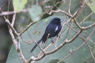 Fan-tailed Monarch - Symposiachrus axillaris - Birds of the World