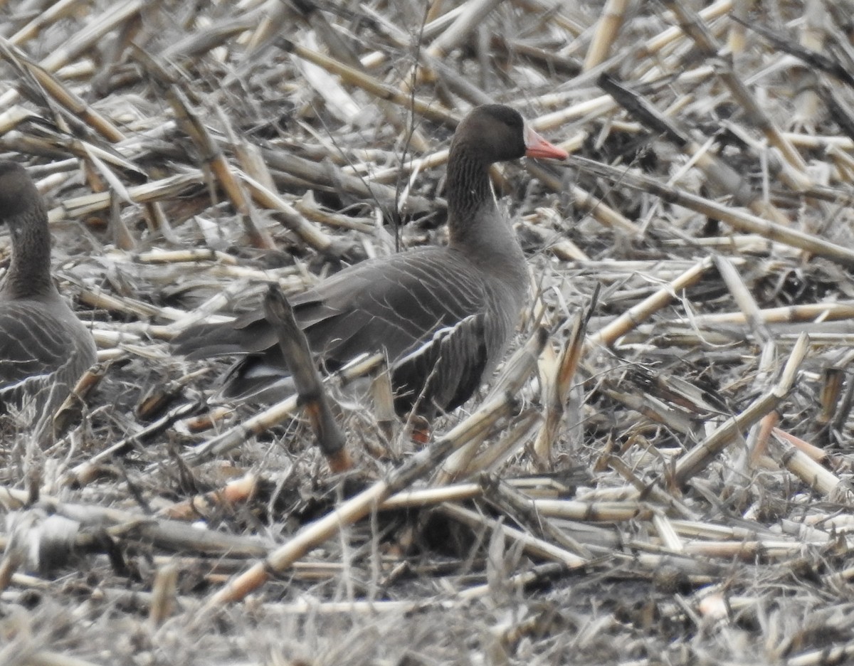 eBird Checklist - 6 Mar 2018 - BK Leach CA - 53 species (+6 other taxa)