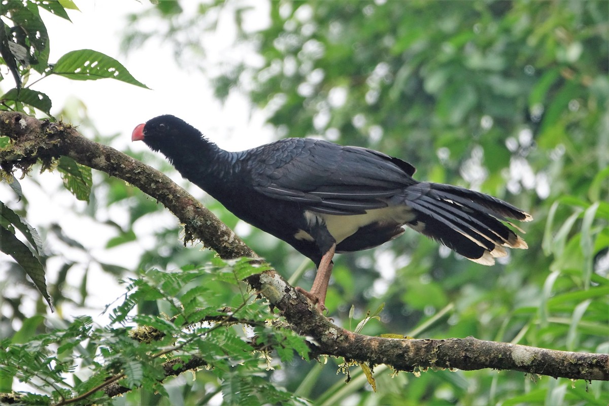 Salvin's Curassow - Mitu salvini - Birds of the World