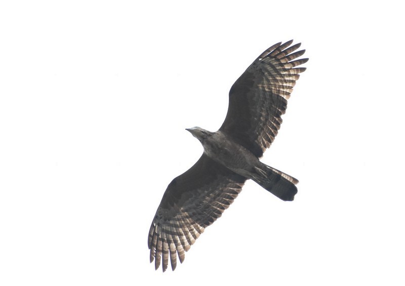 eBird Checklist - 7 Mar 2018 - Kampar Peninsula - 13 species (+1 other ...