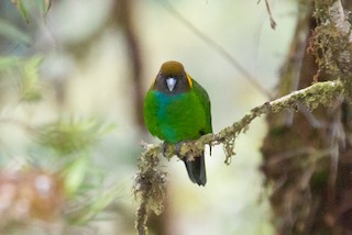 Painted Tiger-Parrot - Psittacella picta - Birds of the World