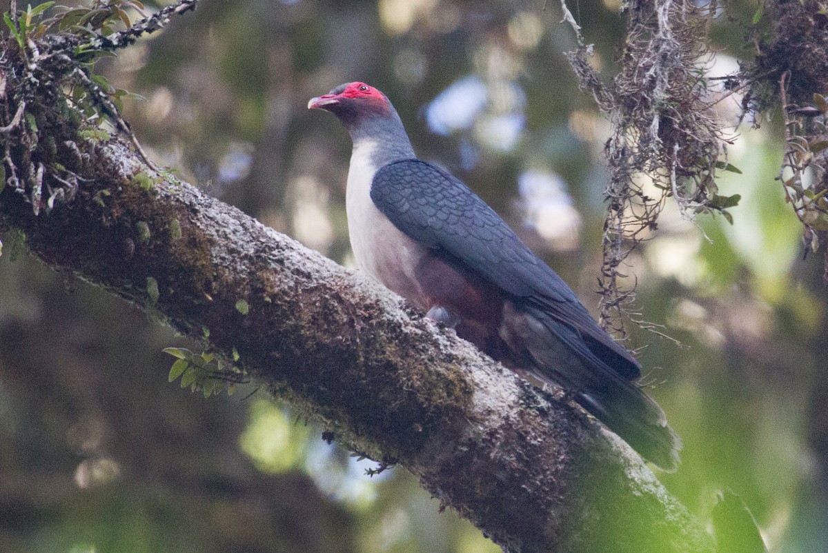 Papuan Mountain-Pigeon - Gymnophaps albertisii - Birds of the World