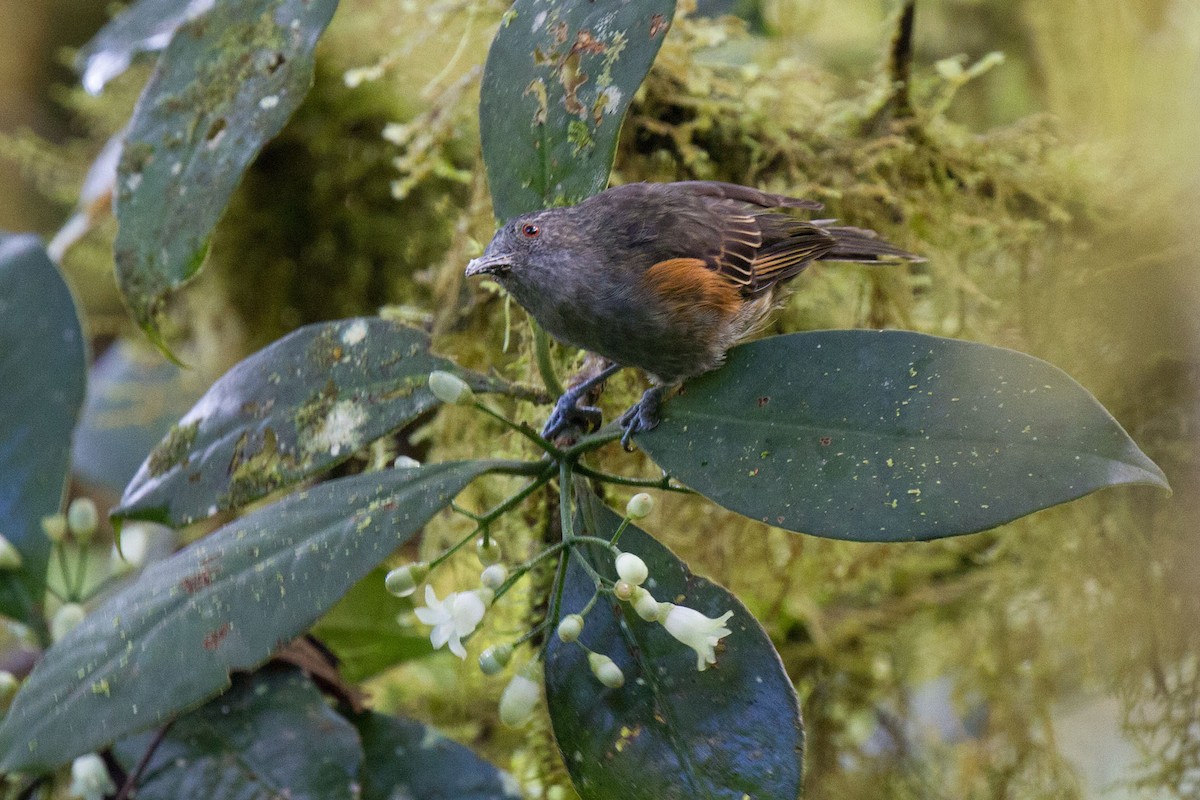 Rufous-sided Honeyeater - Ptiloprora erythropleura - Birds of the World